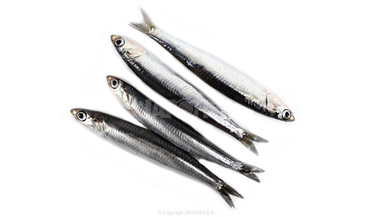 Japofish | BOQUERÓN